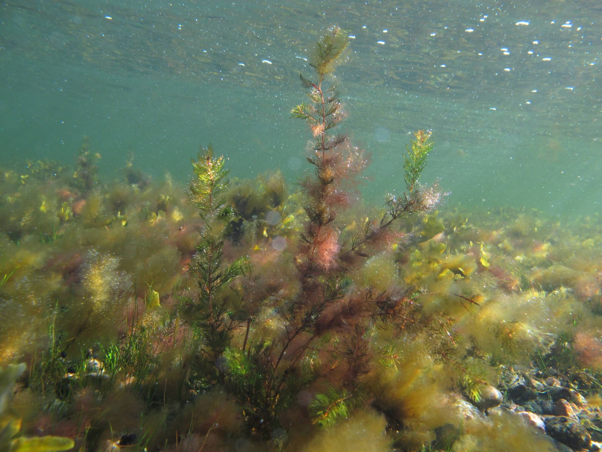 Watermilfoil habitats - The Baltic Sea