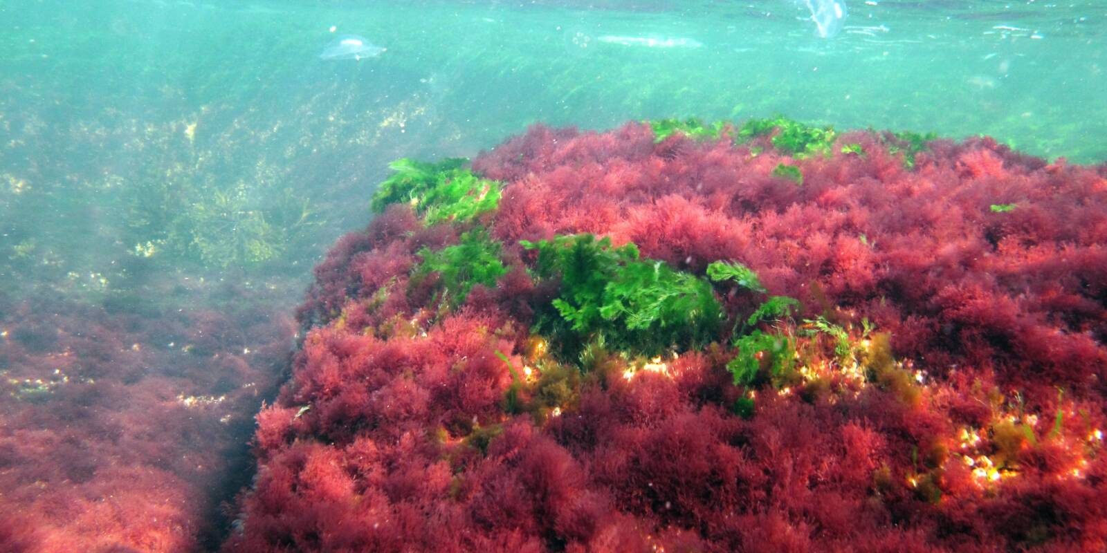 Red algae - The Baltic Sea