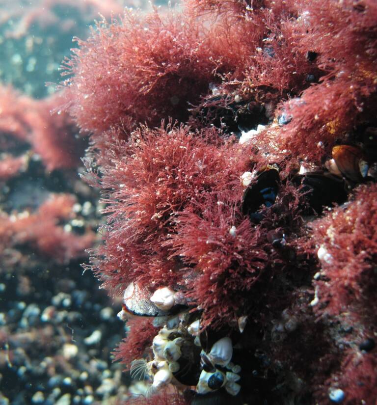 Red algae - The Baltic Sea