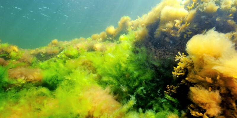Filamentous algae - The Baltic Sea