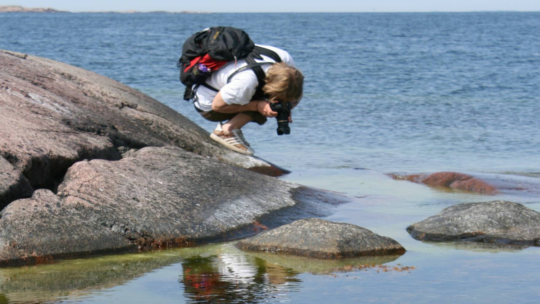 Cyanobacteria - The Baltic Sea