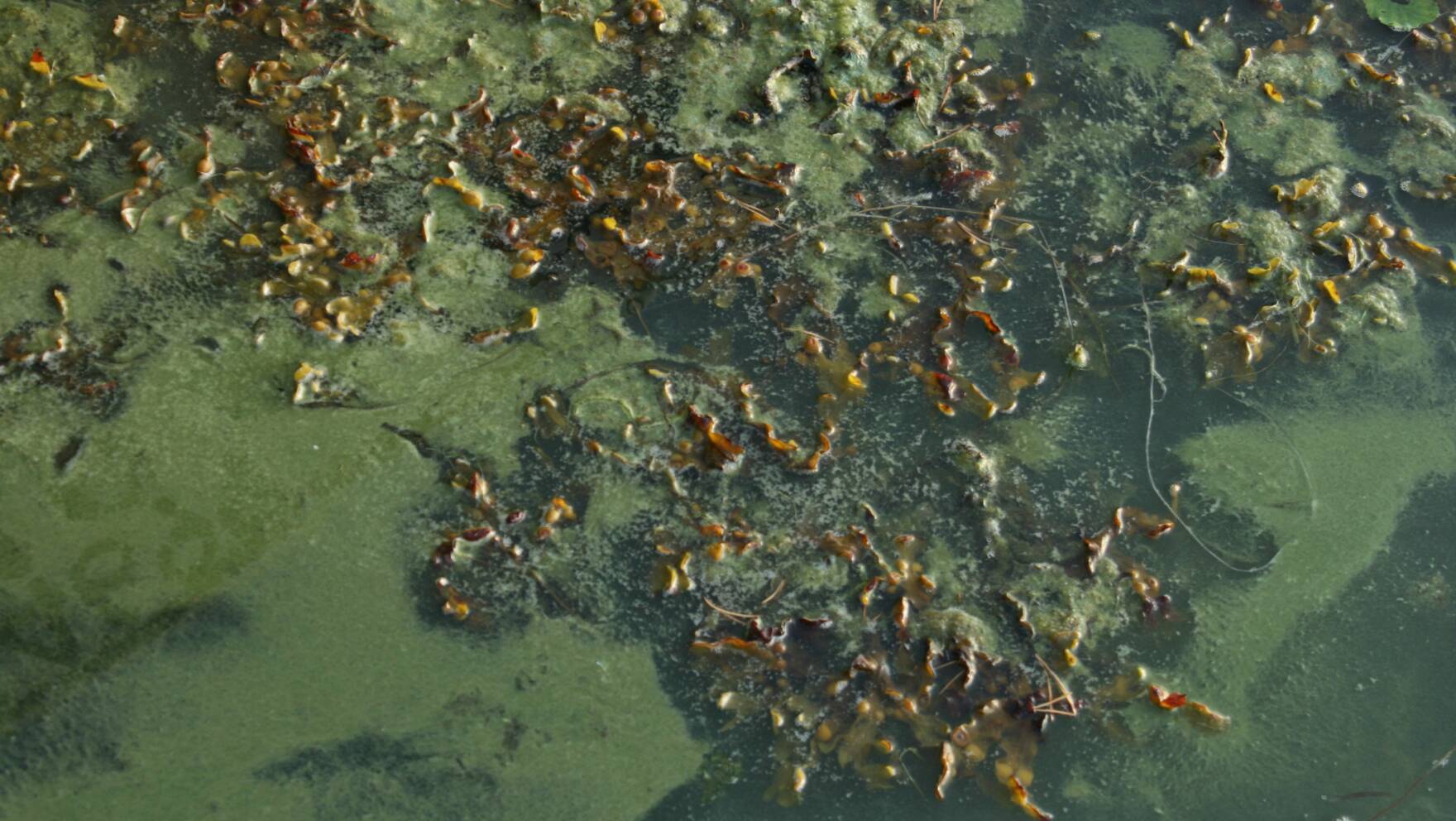 Filamentous algae - The Baltic Sea