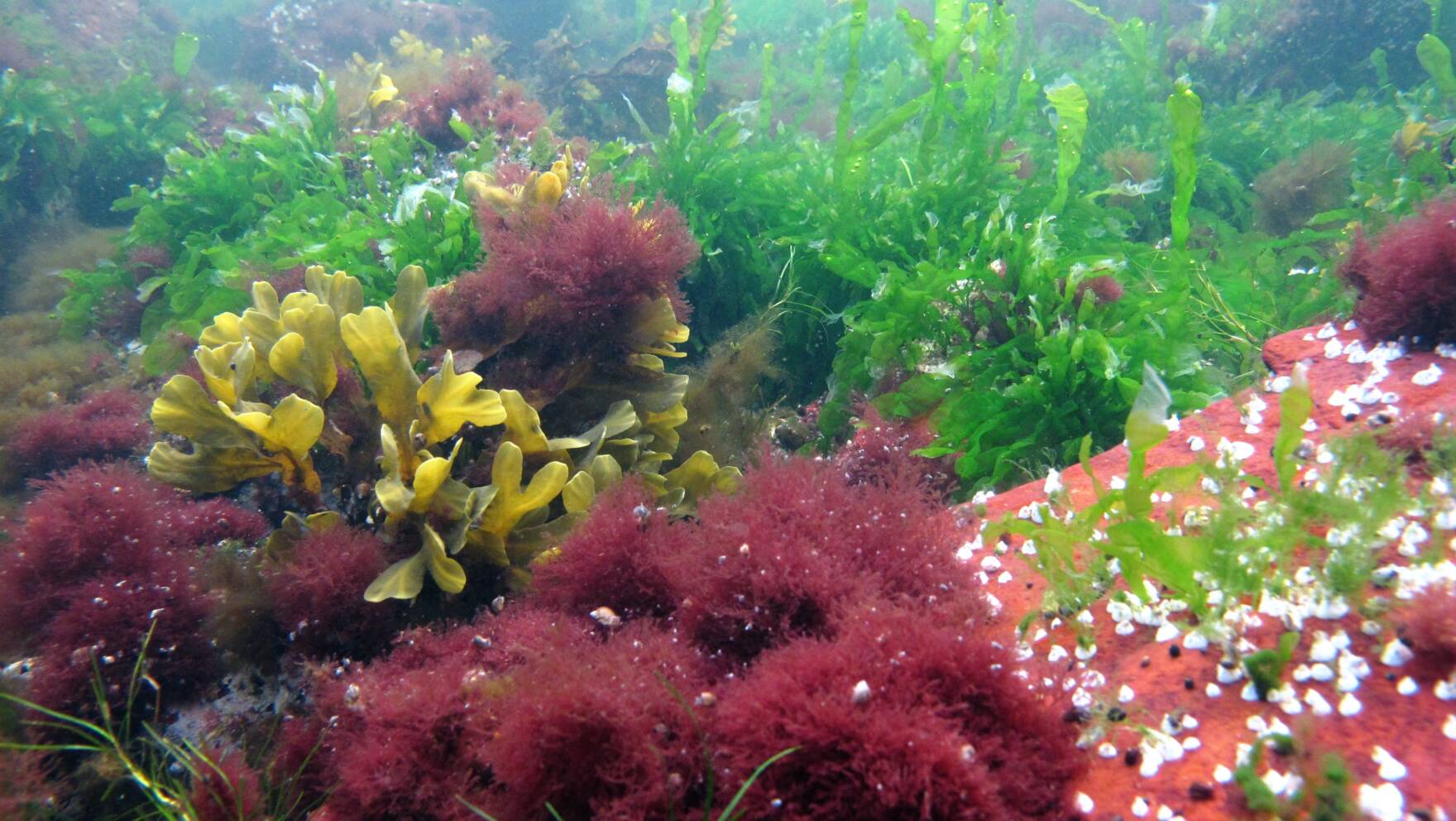 Red algae - The Baltic Sea