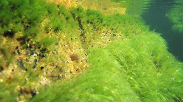 Filamentous algae - The Baltic Sea