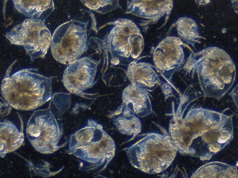 Zooplankton Image Gallery - The Baltic Sea