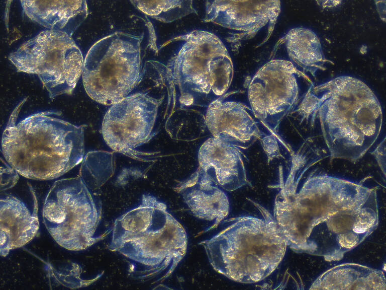 Zooplankton Image Gallery - The Baltic Sea