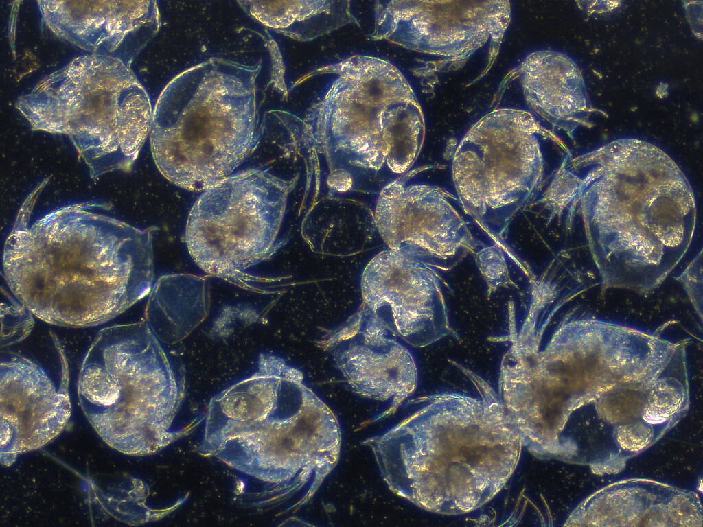 Zooplankton Image Gallery - The Baltic Sea