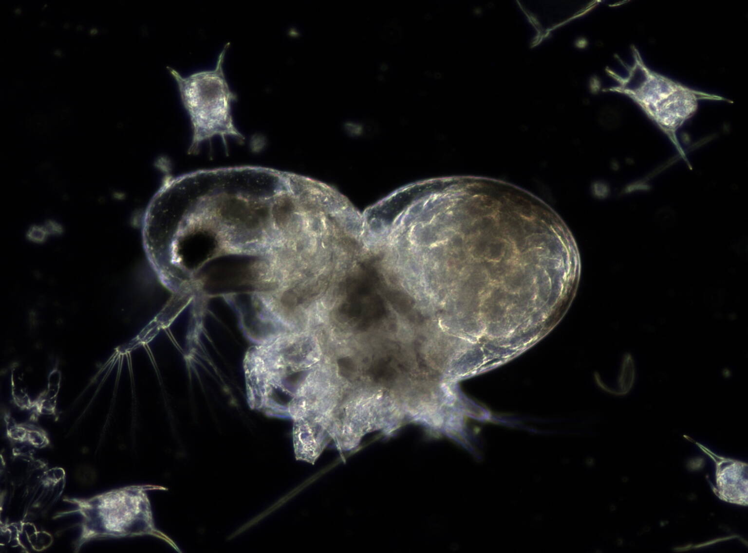 Zooplankton Image Gallery - The Baltic Sea