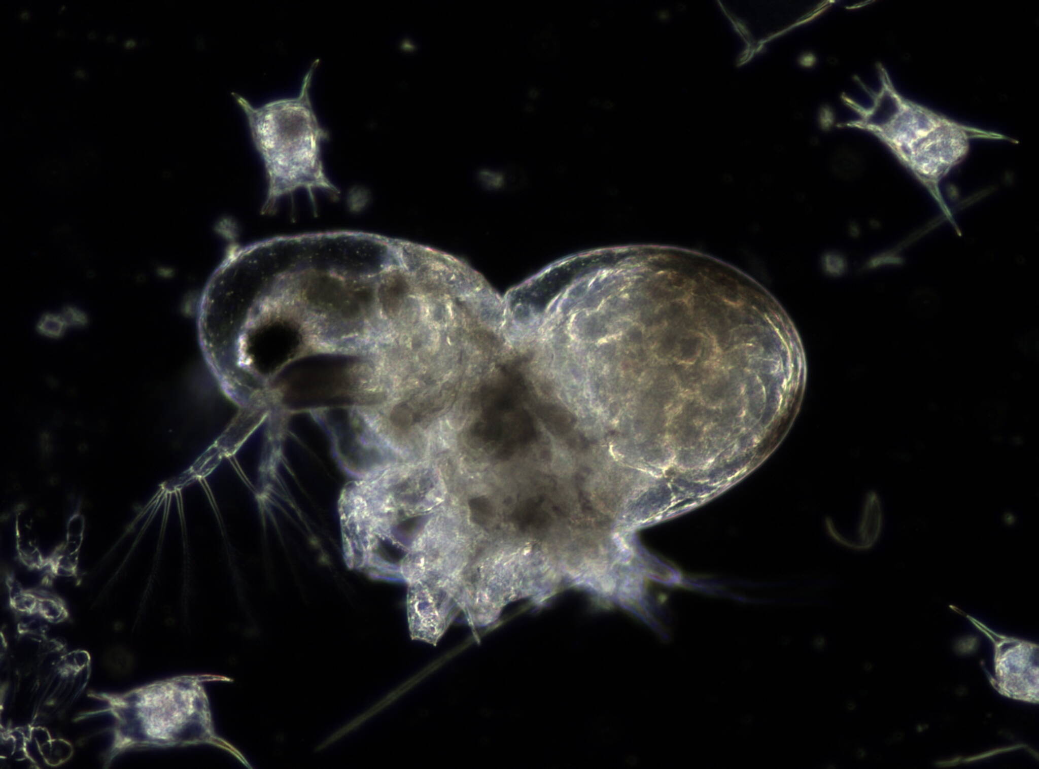 Zooplankton Image Gallery - The Baltic Sea