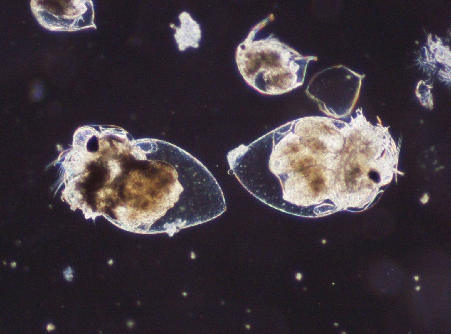 Zooplankton Image Gallery - The Baltic Sea