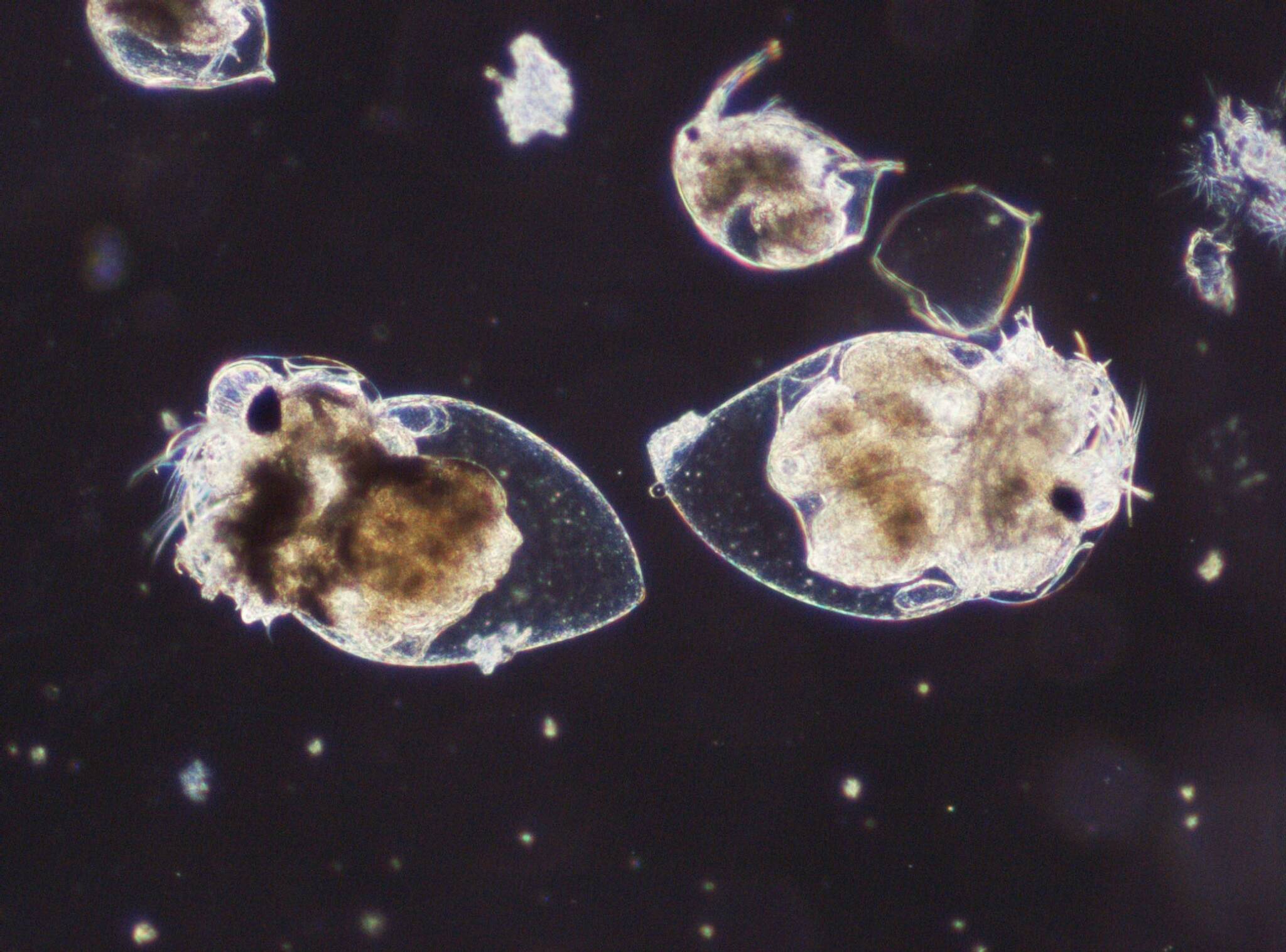 Zooplankton Image Gallery - The Baltic Sea