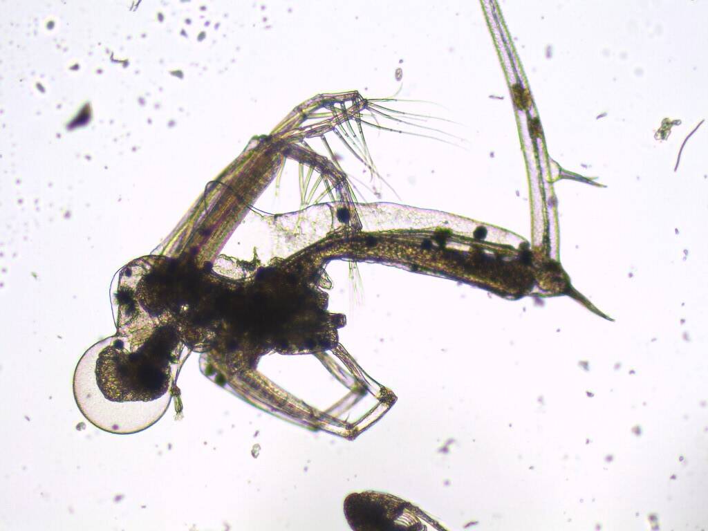 Zooplankton Image Gallery - The Baltic Sea