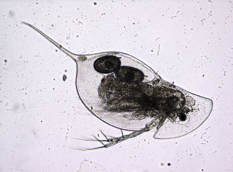 Zooplankton Image Gallery - The Baltic Sea