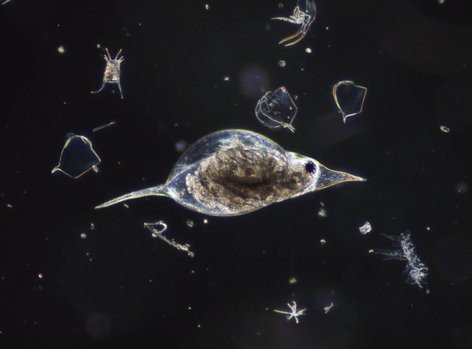 Zooplankton Image Gallery - The Baltic Sea