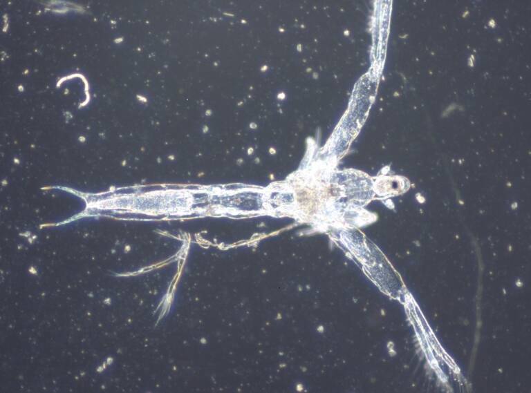 Zooplankton Image Gallery - The Baltic Sea