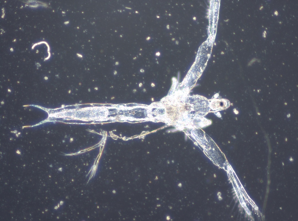 Zooplankton Image Gallery - The Baltic Sea
